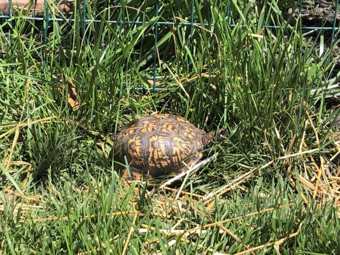 Get to know the reptiles and amphibians in your backyard - My Green ...