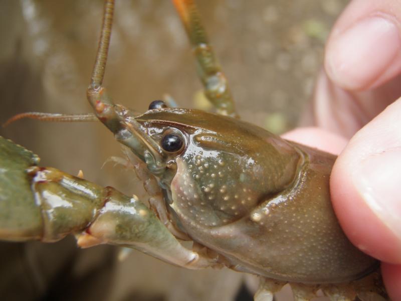 Stream Critters - Acuminate Crayfish - My Green Montgomery : My Green ...