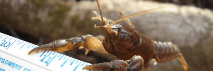 Stream Critters - Acuminate Crayfish - My Green Montgomery : My Green ...