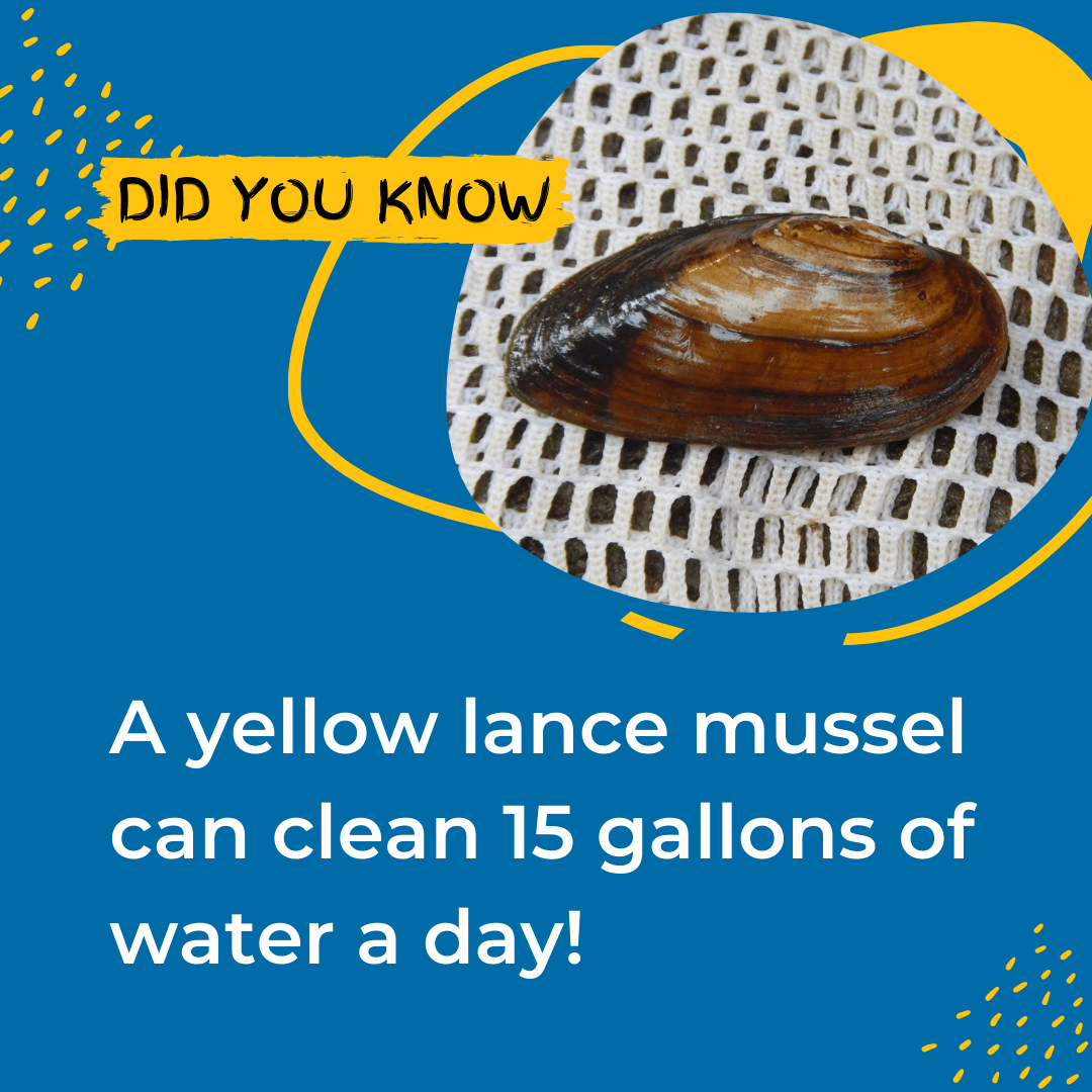 Stream Critters - Yellow Lance Mussel - My Green Montgomery : My Green ...