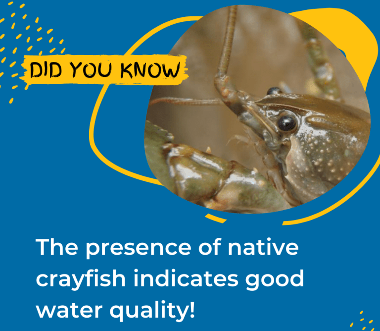 Stream Critters - Acuminate Crayfish - My Green Montgomery : My Green ...