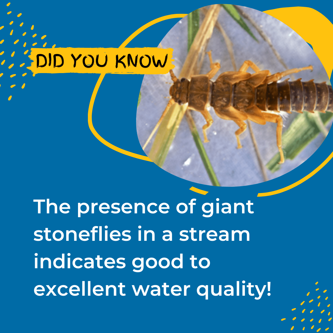 Stream Critters - Giant Stonefly - My Green Montgomery : My Green ...