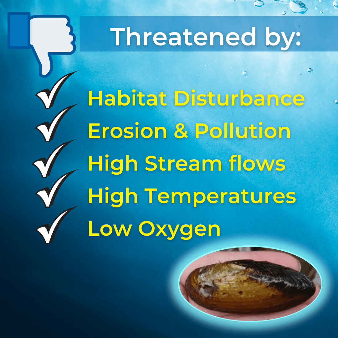 Stream Critters - Yellow Lance Mussel - My Green Montgomery : My Green ...