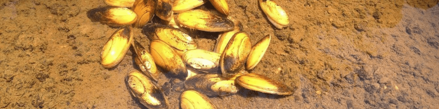 Stream Critters - Yellow Lance Mussel - My Green Montgomery : My Green ...