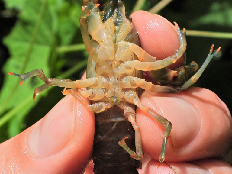 Stream Critters - Acuminate Crayfish - My Green Montgomery : My Green ...