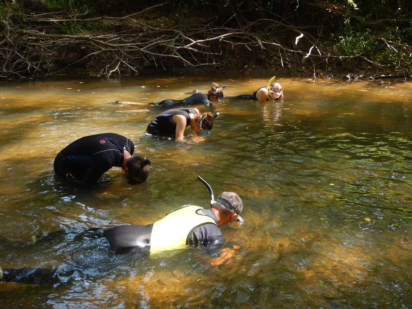 Stream Critters - Yellow Lance Mussel - My Green Montgomery : My Green ...