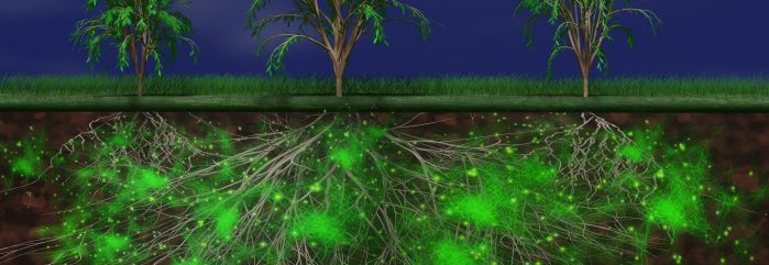 Meet the Magical Glomalin: Perhaps the most important glue in the world ...