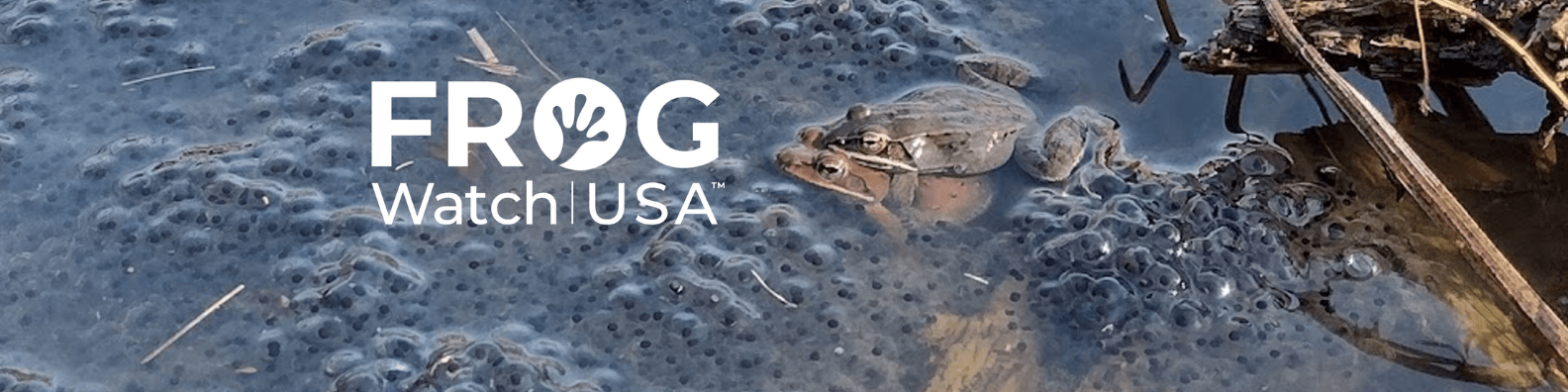 FrogWatch - My Green Montgomery : My Green Montgomery